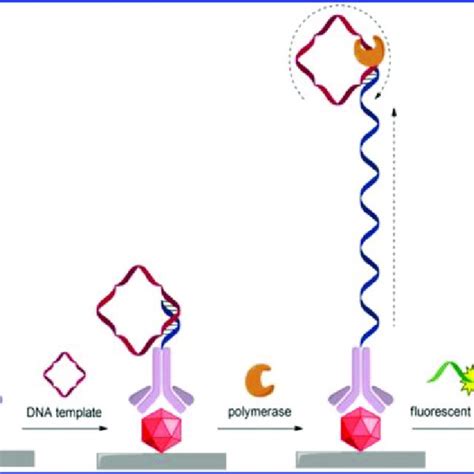 Schematic Illustration Of Signal Enhancement Using Biotin Streptavidin Download Scientific
