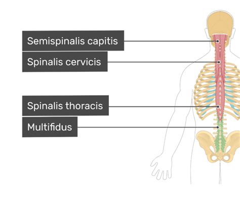 Multifidus Muscle Origin Insertion And Action Getbodysmart