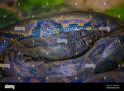 Reticulated Python Island Specis Reticulated Python Island Specis