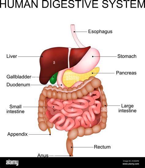 Human Digestive System Tract Human Digestive System Digestive System