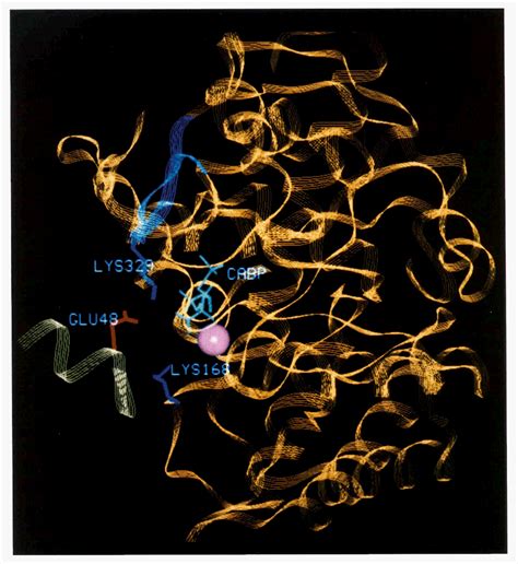 Figure 1 From Perturbation Of Reaction Intermediate Partitioning By A Site Directed Mutant Of