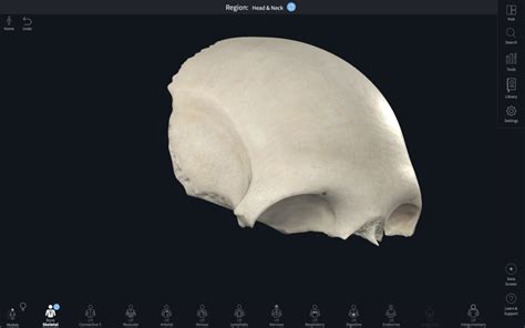 Frontal Bone Diagram Quizlet