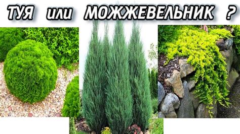 Что Лучше - МОЖЖЕВЕЛЬНИК или ТУЯ - Какие Хвойные Выбрать - YouTube