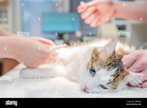 Performing An Injection To A Cat At A Vet Clinic Stock Photo Alamy