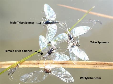 Trico Mayfly Hatch Tricos Spinners Tricorythodes Mayfly Patterns