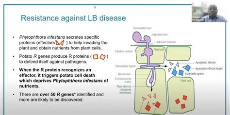 Deployment Of Late Blight Resistant Biotech Potatoes In Africa World Potato Congress
