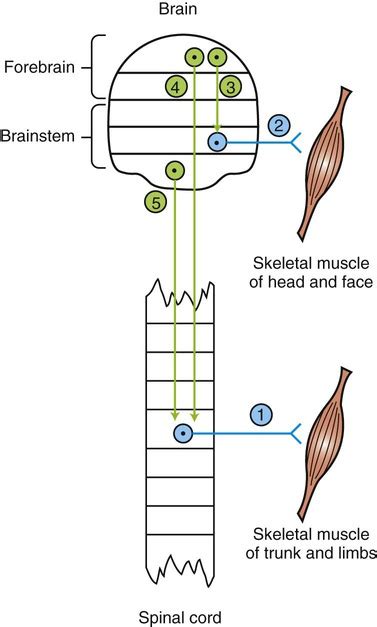 Upper Vs Lower Motor Neuron Signs