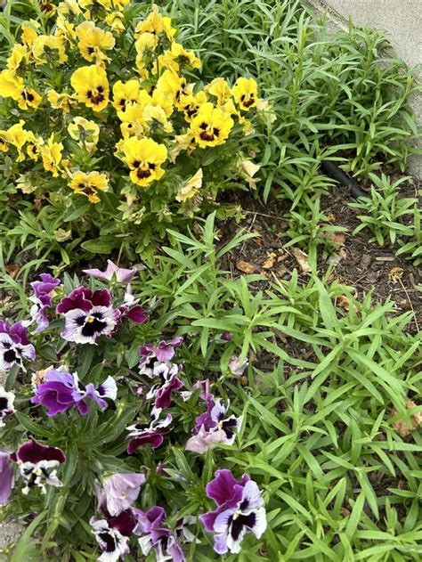 Please Help I Cant Get Rid Of This R Gardening