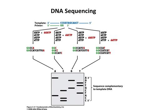 Ppt Dna Sequence Determination Sanger Powerpoint Presentation Free