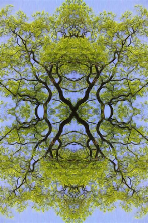 Tree Top Symmetry Digital Art By Joseph Vitale Fine Art America