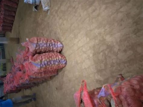 West Bengal Cold Storage Jyoti Potato Packaging Size 50 Mm At ₹ 300