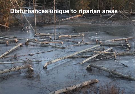 Video Riparian Digital Mapping Using Ecological Boundaries In West