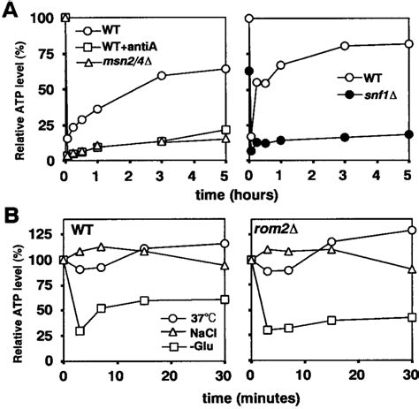 Relationships Between Intracellular Atp Levels And Actin Download