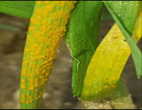 Severe Yellow Rust On Wheat Leaf Download Scientific Diagram