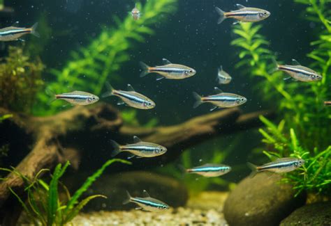 Pesce Zebra Danio Rerio Allevamento Facile