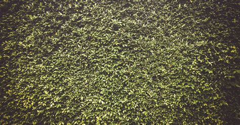 Green Grass Texture Green Grass Seamless Texture Panoramic Banner Background Green Leaves