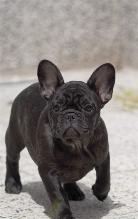 Свободно бебе НАЦИОНАЛЕН КЛУБ ФРЕНСКИ БУЛДОГ БЪЛГАРИЯ