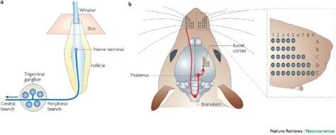 Where And What In The Whisker Sensorimotor System Nature Reviews Neuroscience