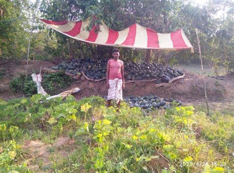 Success Story पारंपरिक खेती की पहचान रखने वाले डुमरिया के किसान कर रहे तरबूज की खेती Chamakta