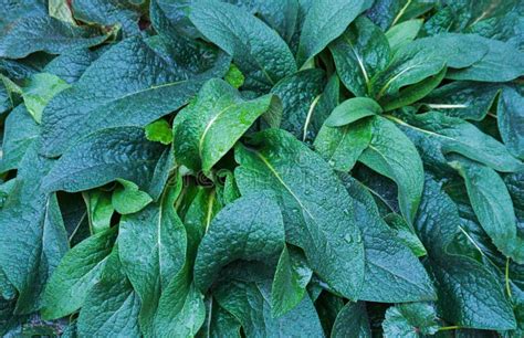 Large Leaf Lawns Stock Image Image Of Outdoor Summer 261865119