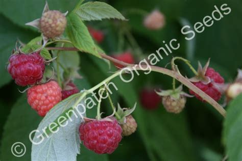 Organic Raspberry Plants Greenpatch Organic Seeds