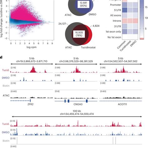 Chem Map Reveals Genomic Binding Sites Of Dna G Quadruplex Binding Download Scientific Diagram
