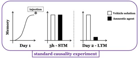 Week 6 Memory Conslidation Flashcards Quizlet