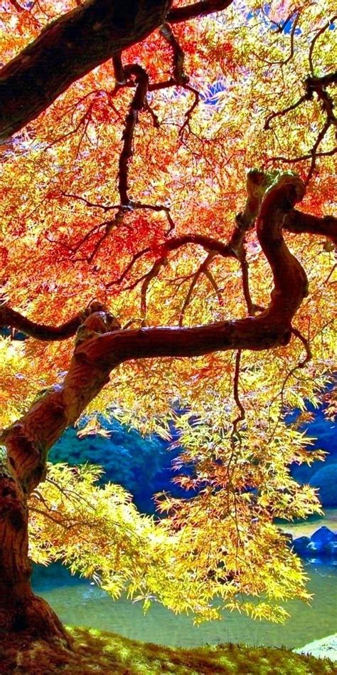 Обои на рабочий стол Природа Деревья Осень Парк Дерево Красочный Сад Япония Земля