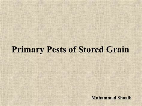 Stored Grain Pests Pptx