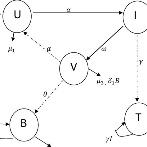 Schematic Representation For The Model Download Scientific Diagram