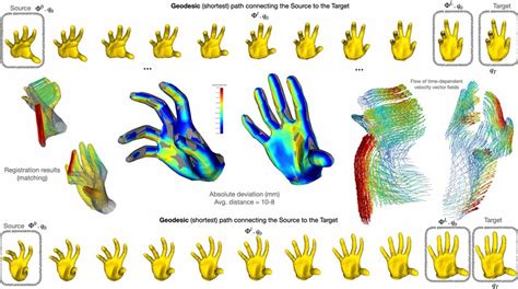 A Pictorial Summary Of Our Diffeomorphic Registration Results Top A Download Scientific