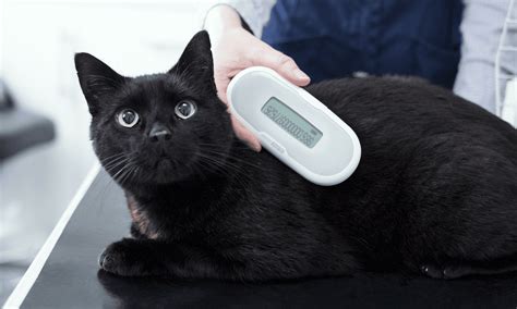 US Company Launches Thermo Microchip In UK Pet Gazette