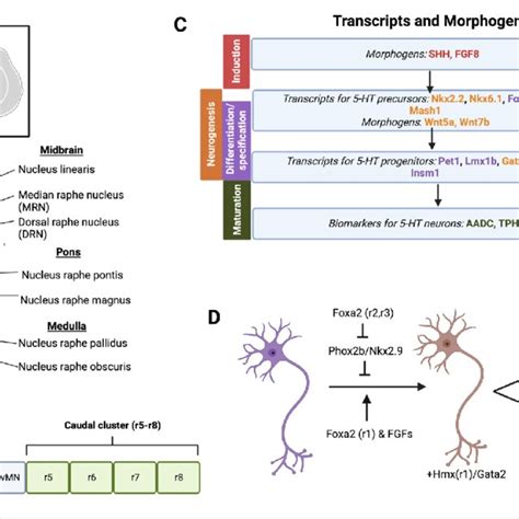 Development Of Serotonergic Neurons With Their Associated Transcription Download Scientific