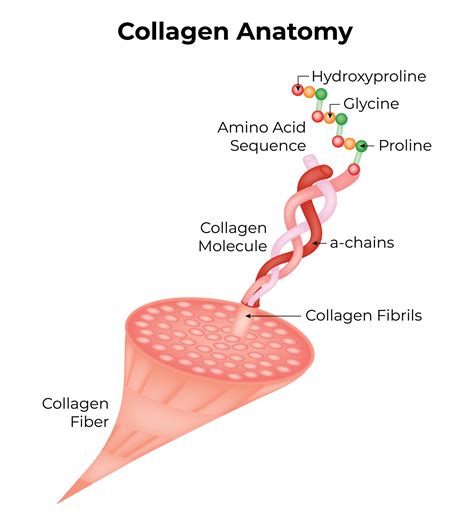 Collagen Anatomy Science Design Illustration Diagram 49815788 Vector