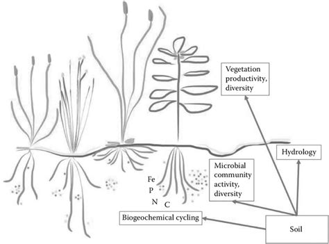1 Conceptual Diagram Of Soils As The Foundation Of A Restored Wetland Download Scientific