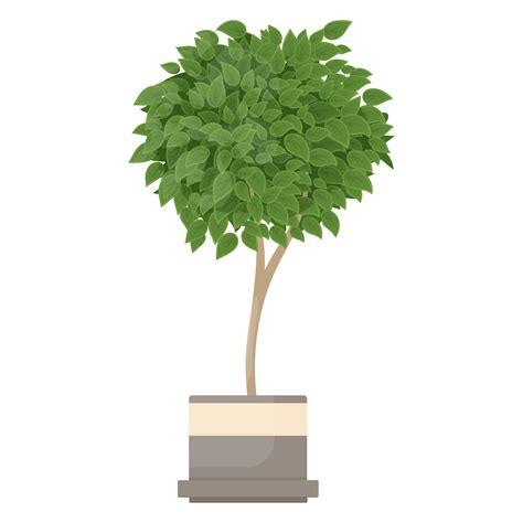 Houseplant Ficus Benjamina 14828914 Vector Art At Vecteezy