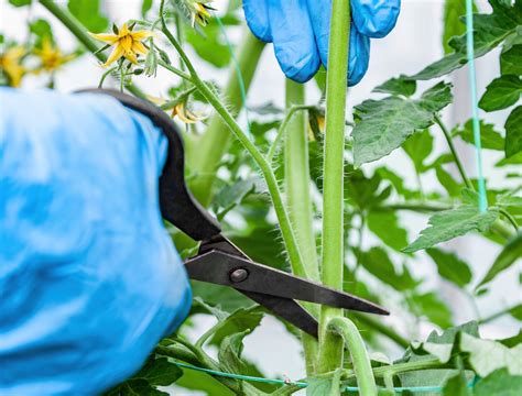 How To Properly Prune Your Tomato Plants How To Properly Prune Your Tomato Plants