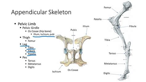 Anatomy Lab Flashcards Quizlet