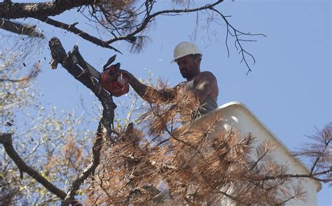 Texas A M Expert Offers Tips For Drought Damaged Trees