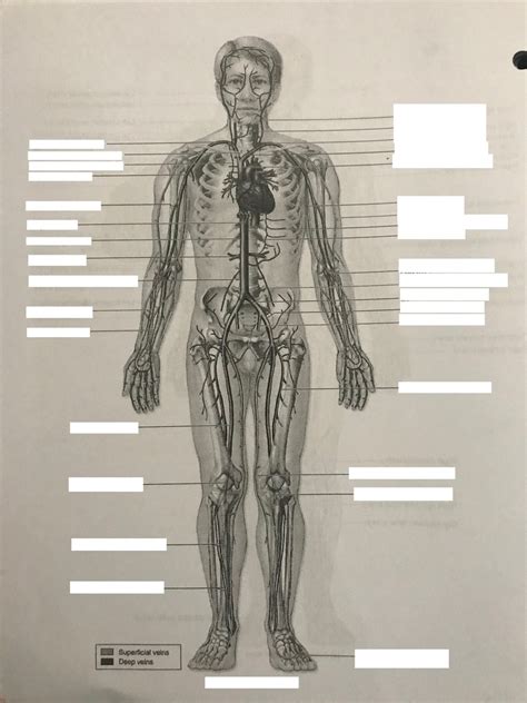 lab practical cardiovascular diagram quizlet