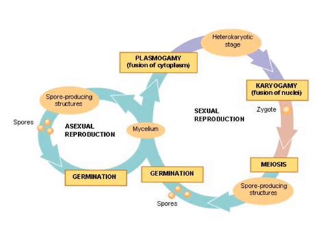 Fungi Reproduce By A Detailed Guide