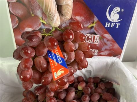 องุ่นแดงคิมสันสายพันธุ์ออสเตรเลีย พรีเมียม ตรานกแก้ว Hft Happy Inter Fruit Thaipick