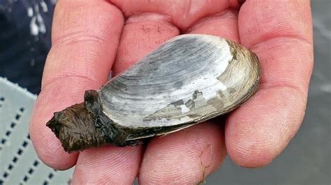 Invasive Soft Shell Clam Species Found On A Beach At Prosser River The Mercury