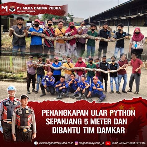 Penangkapan Ular Python Dengan Panjang 5 Meter Artikel Pt Mega Darma Yudha