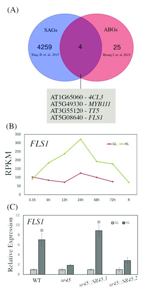 sr45 binds gene transcripts involved in anthocyanin production a download scientific diagram