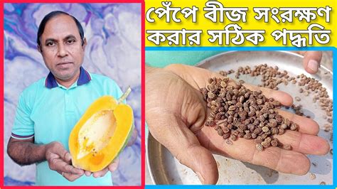 পেঁপে বীজ সংরক্ষণ করার সঠিক পদ্ধতি Pijush Mallick Youtube
