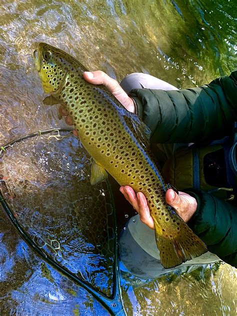 Fly Fishing Blue Ridge Ga