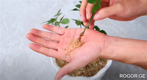 როგორ დავაფესვიანოთ ვარდი ბანანის მეშვეობით მარტივი ხრიკი Rogor Ge