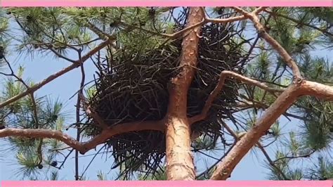 나무야 고마워 Youtube