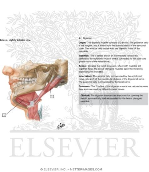 Digastric Fossa